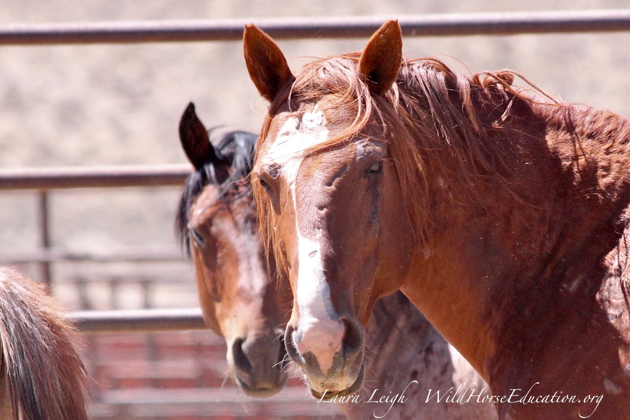 “Guidance for Euthanasia” (policy change) – Wild Horse Education