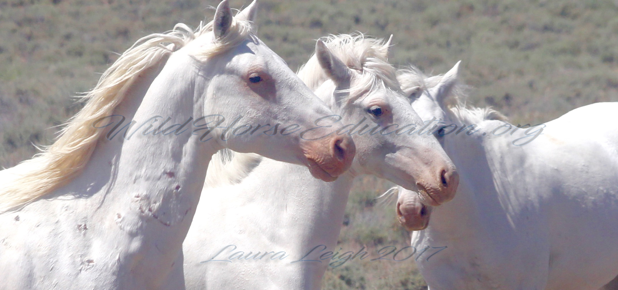 Reading Room – Wild Horse Education