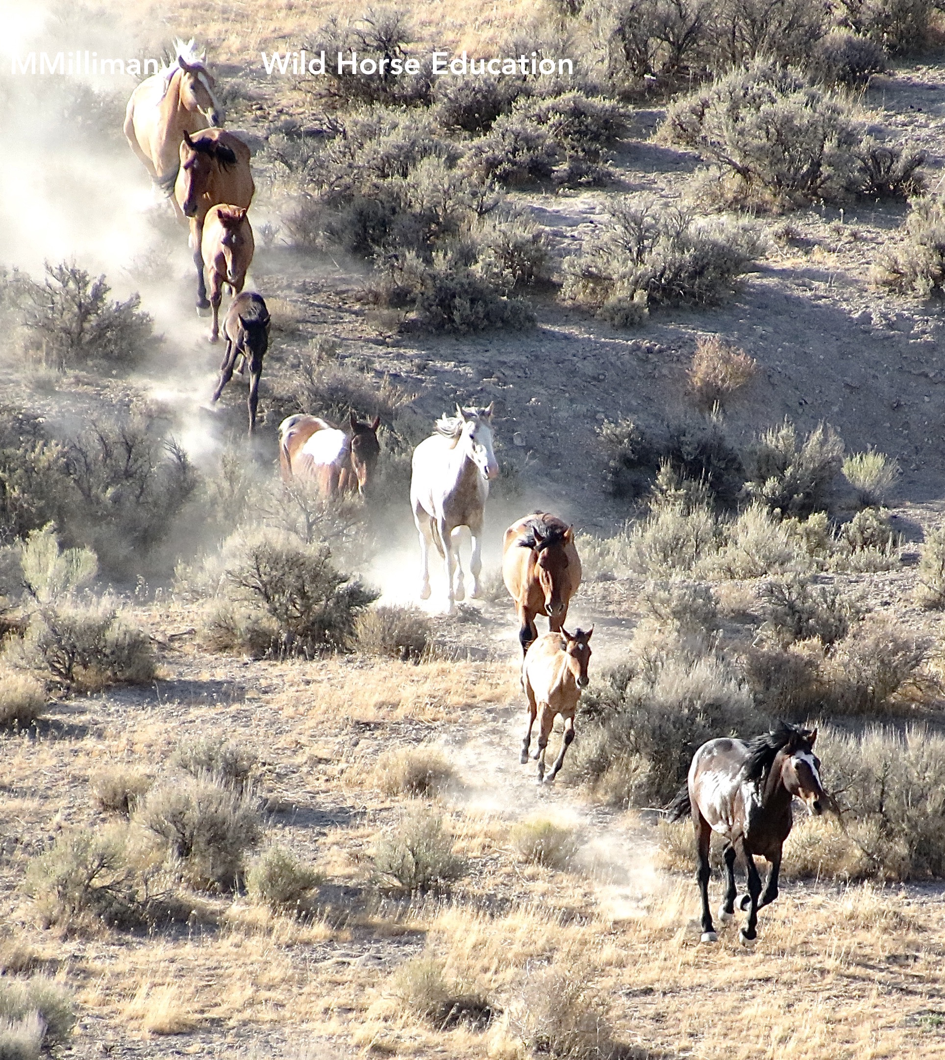 Swaswey Ends (A Roundup Begins Long Before a Chopper Flies) – Wild ...