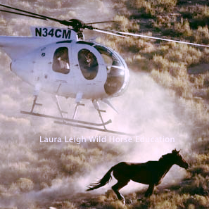 Humane Handling – Wild Horse Education