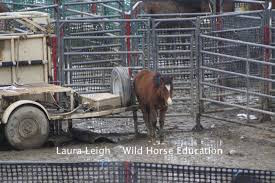 Humane Handling – Wild Horse Education
