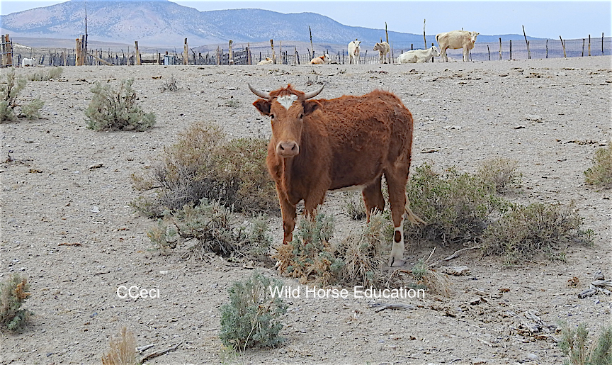Earth Day: Restore Our Earth – Wild Horse Education