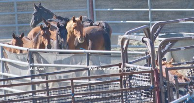 Jackson Day 4 (24 Captured, 3 died) – Wild Horse Education