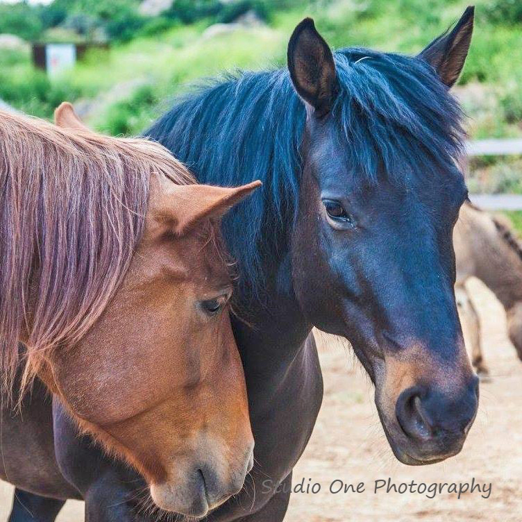 Gratitude Week: Volunteers Speak – Wild Horse Education