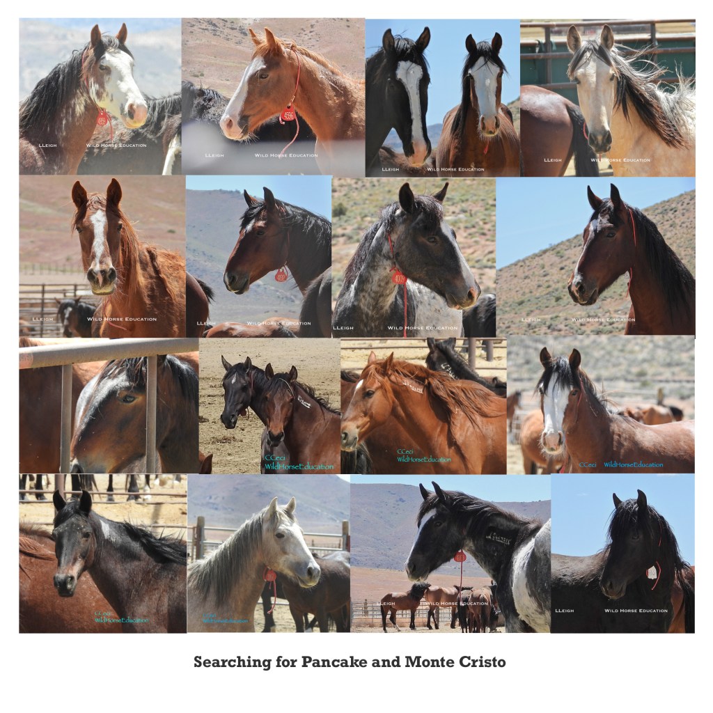 Searching… – Wild Horse Education
