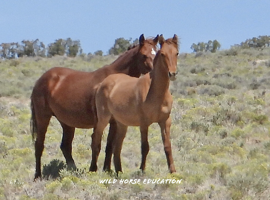 STOP Roundups During Foaling Season! – Wild Horse Education