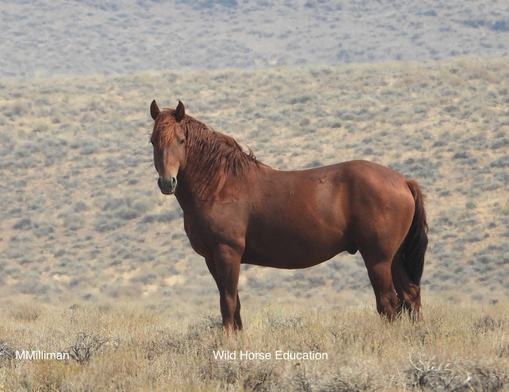 Calico update and action (9/16) – Wild Horse Education