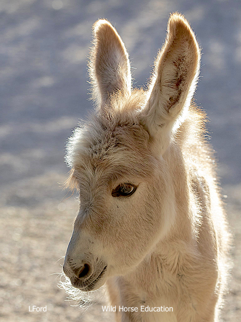 Foaling Season Is Not a Side Issue (data-based metrics are needed ...