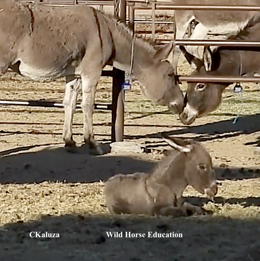 A Baby Burro and the on-ground picture (facility spotlight, part 3 ...