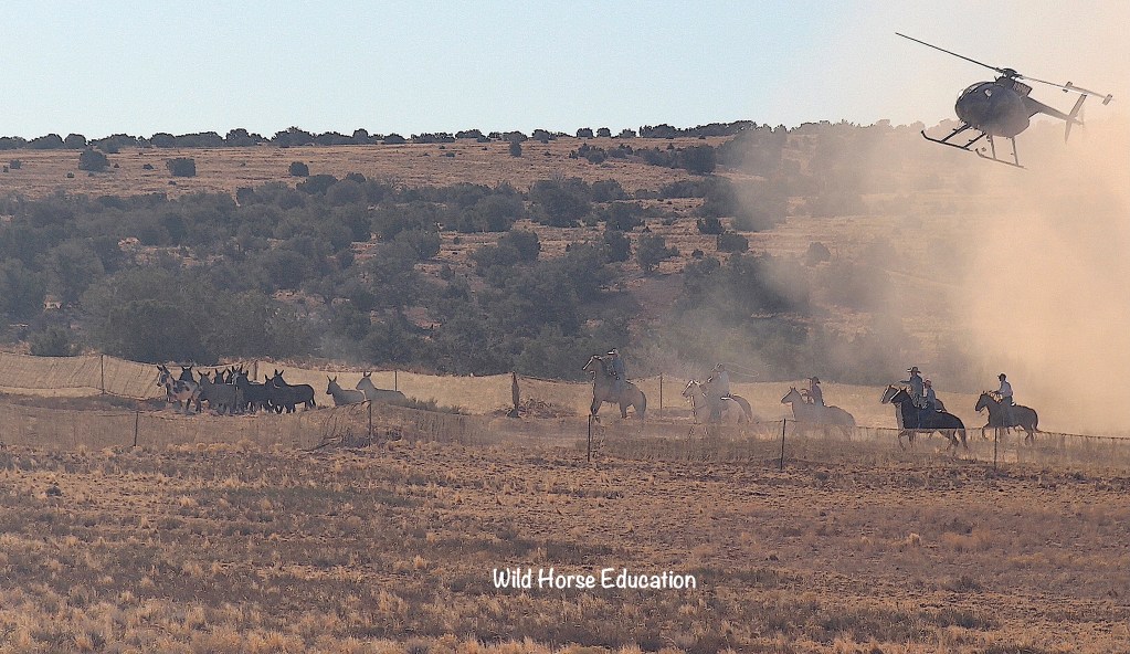 Canyonlands (Burro Roundup) – Wild Horse Education