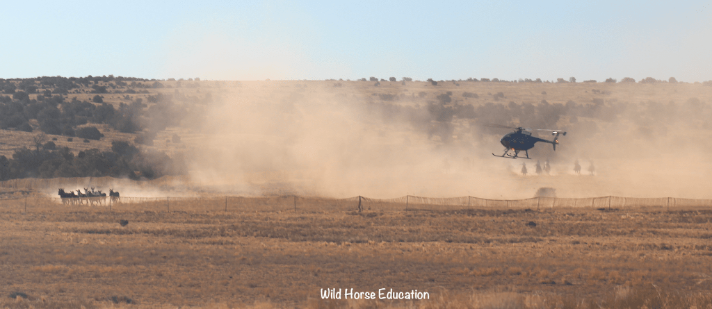 Canyonlands (Burro Roundup) – Wild Horse Education