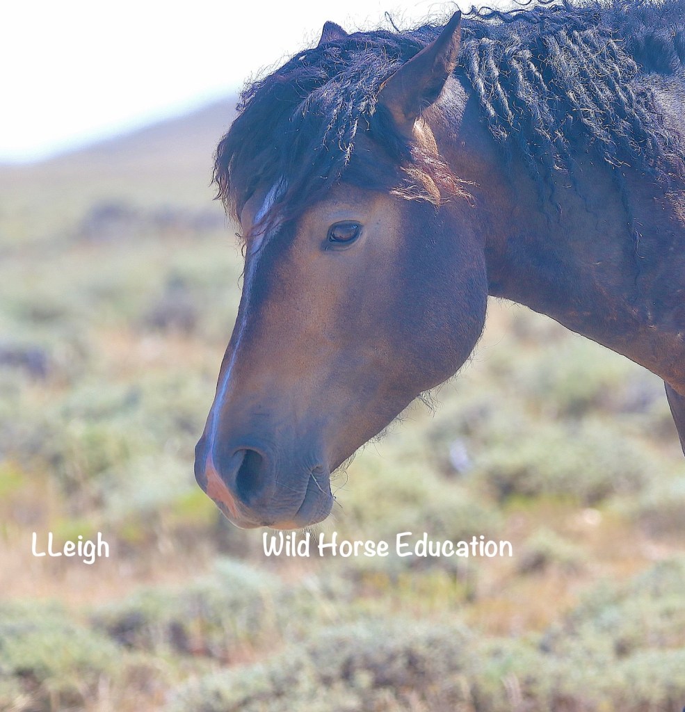 The Heart of An Advocate (poetry from a volunteer) – Wild Horse Education