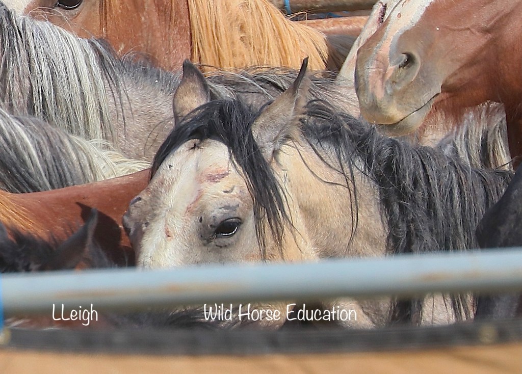 2025, Fighting For Reform – Wild Horse Education