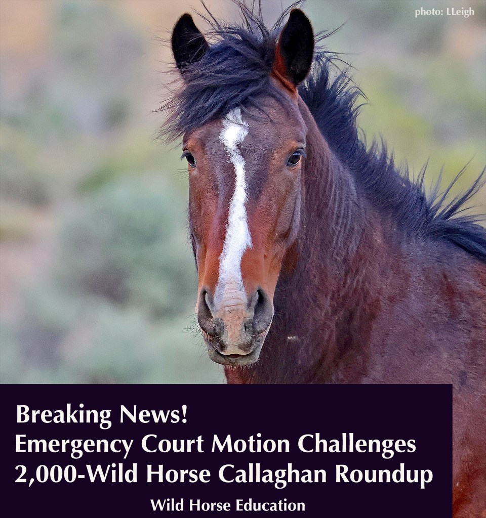 Breaking! Wild Horse Education Asks Federal Court to Rein in Massive ...